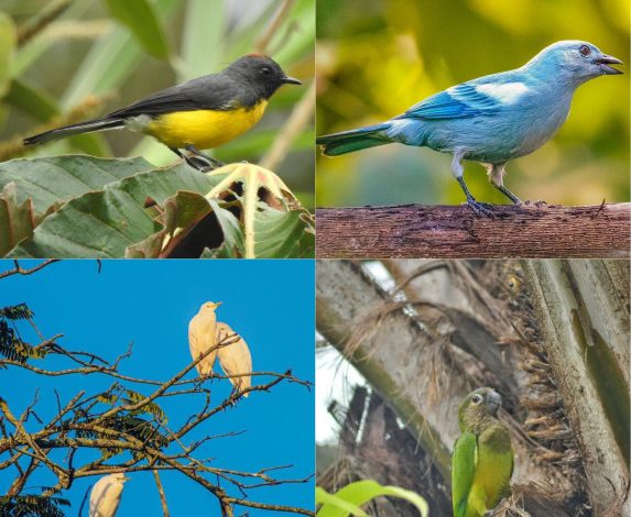 Más de 600 especies de aves podrán ser observadas en el Meta, en el ...